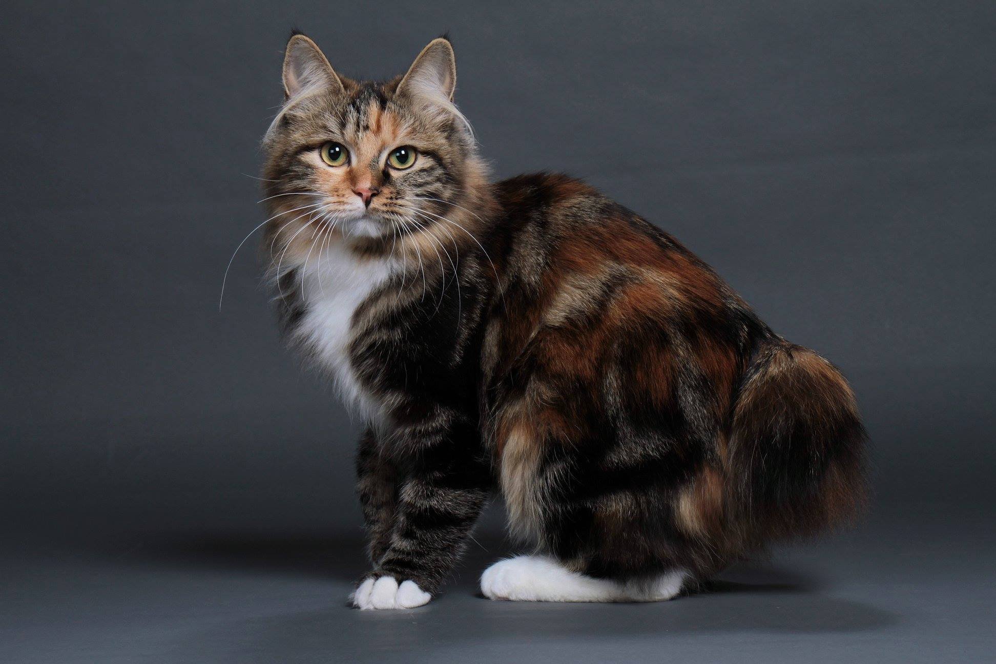 Portée Orya oliver 2019 LOOF : Aelita Kurilian Bobtail Longhair brown ...